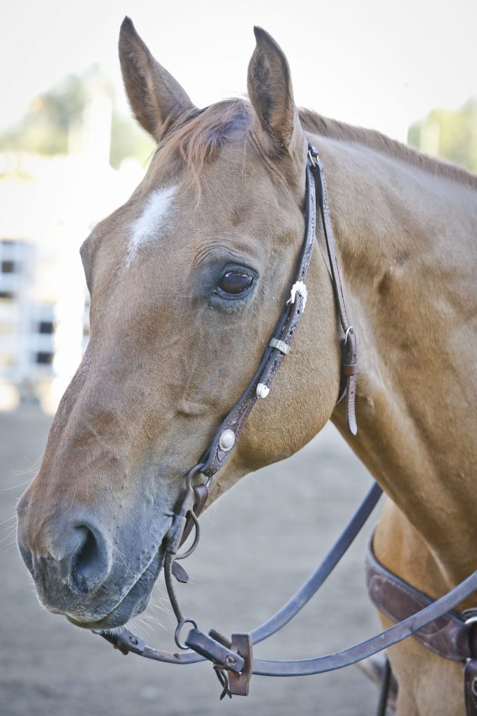 Calgary Stampede July 15 - Regent Protection | Security You Can Trust