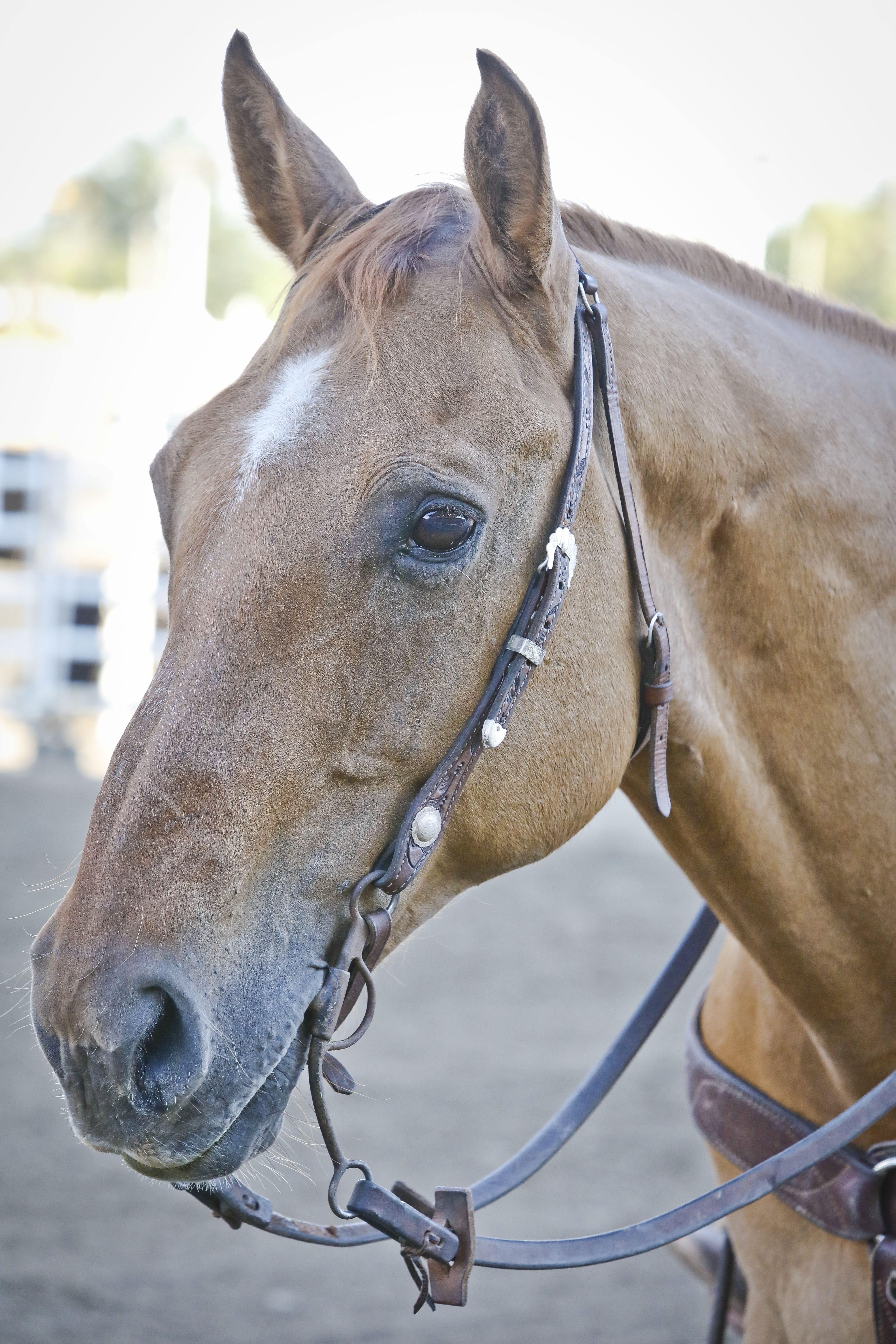 Calgary Stampede July 15 - Regent Protection | Security You Can Trust